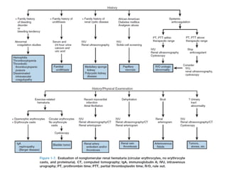 Basics of urology for beginners and students.pptx