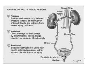 Basics of urology 1.pptx | Foot Health | Diseases and Conditions