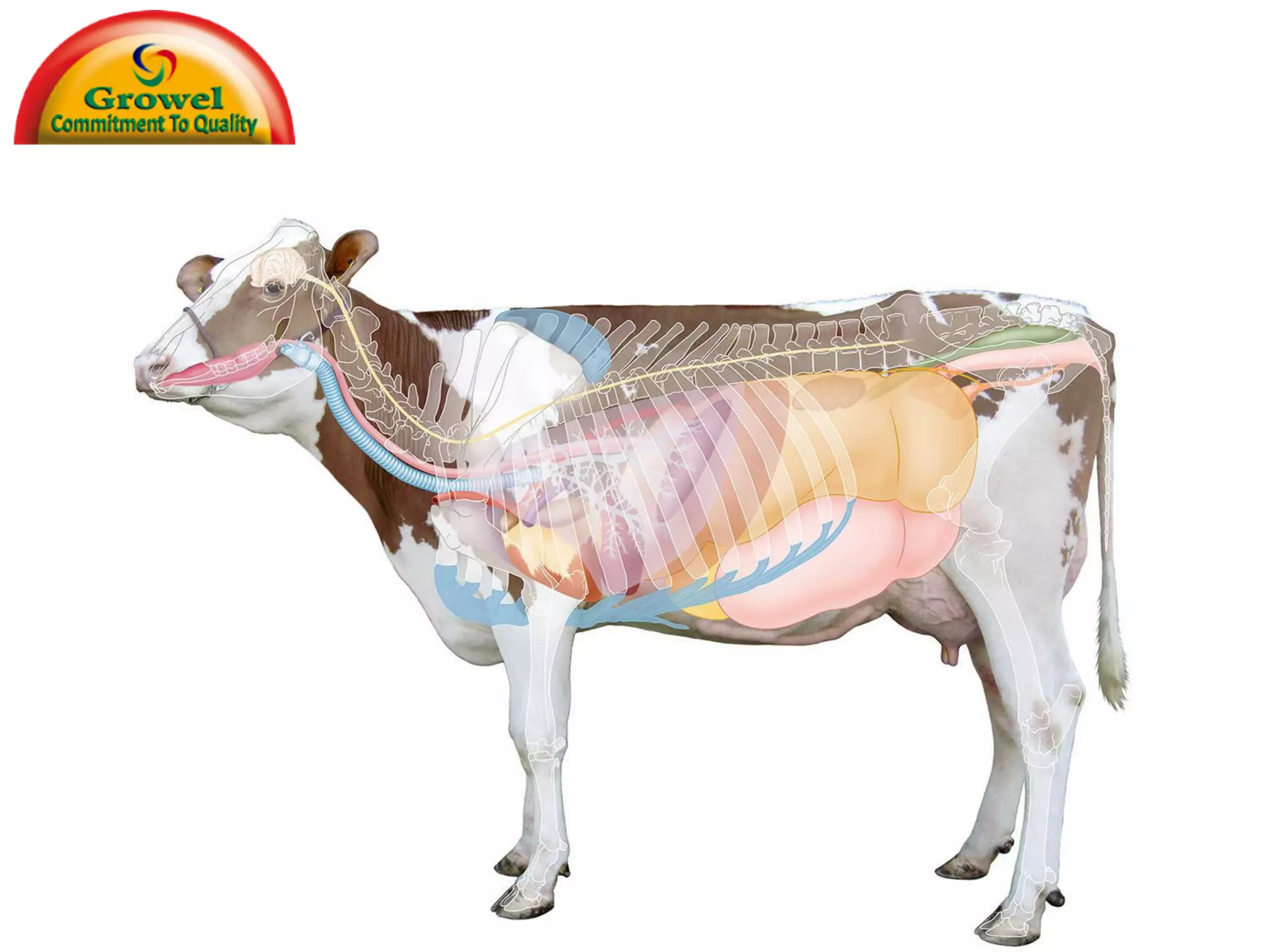 50 Best Veterinary Anatomy Physiology Images Veterinary Anatomy