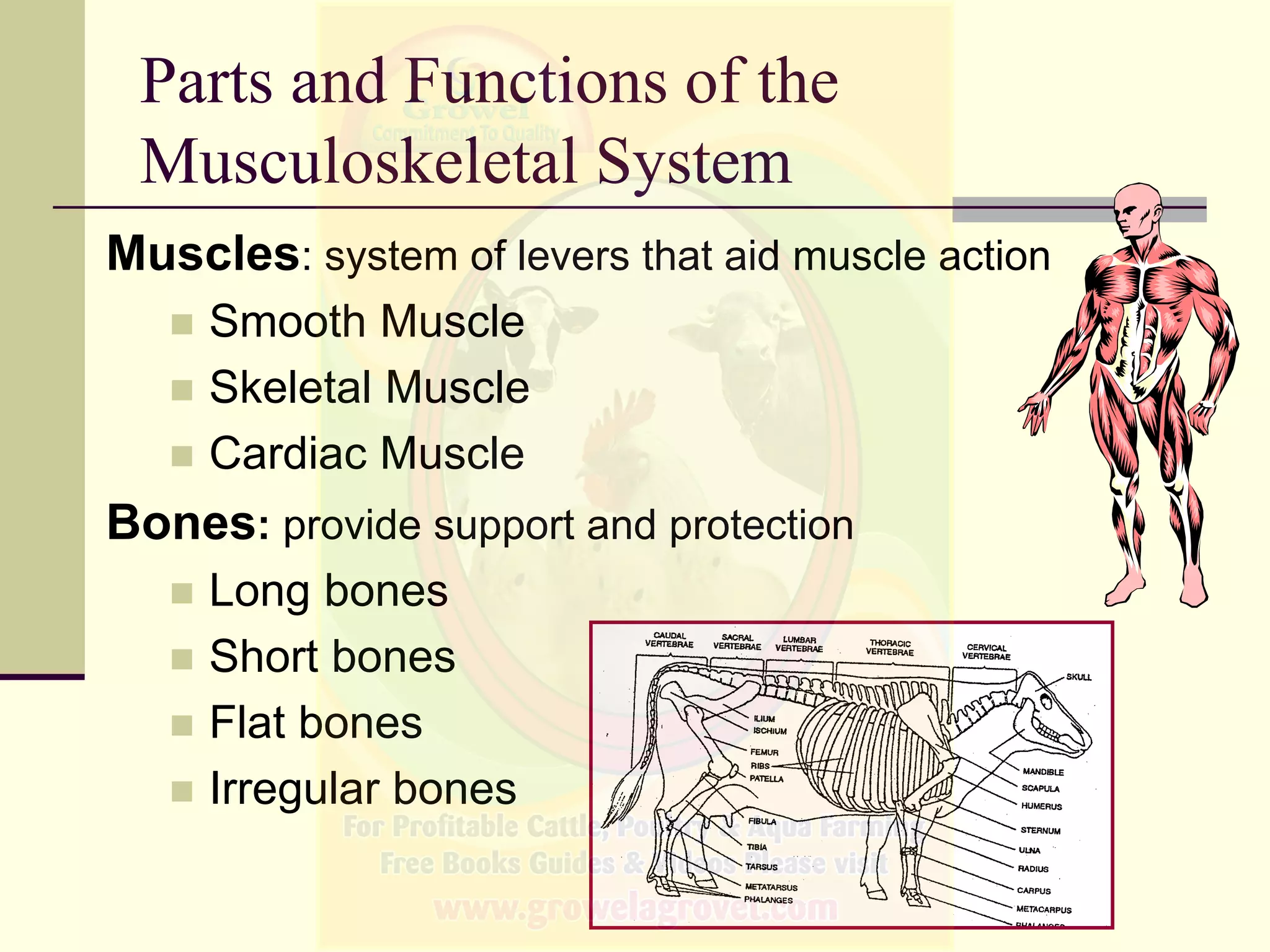 Basics of Veterinary Anatomy & Physiology | PDF | Bone and Joint ...