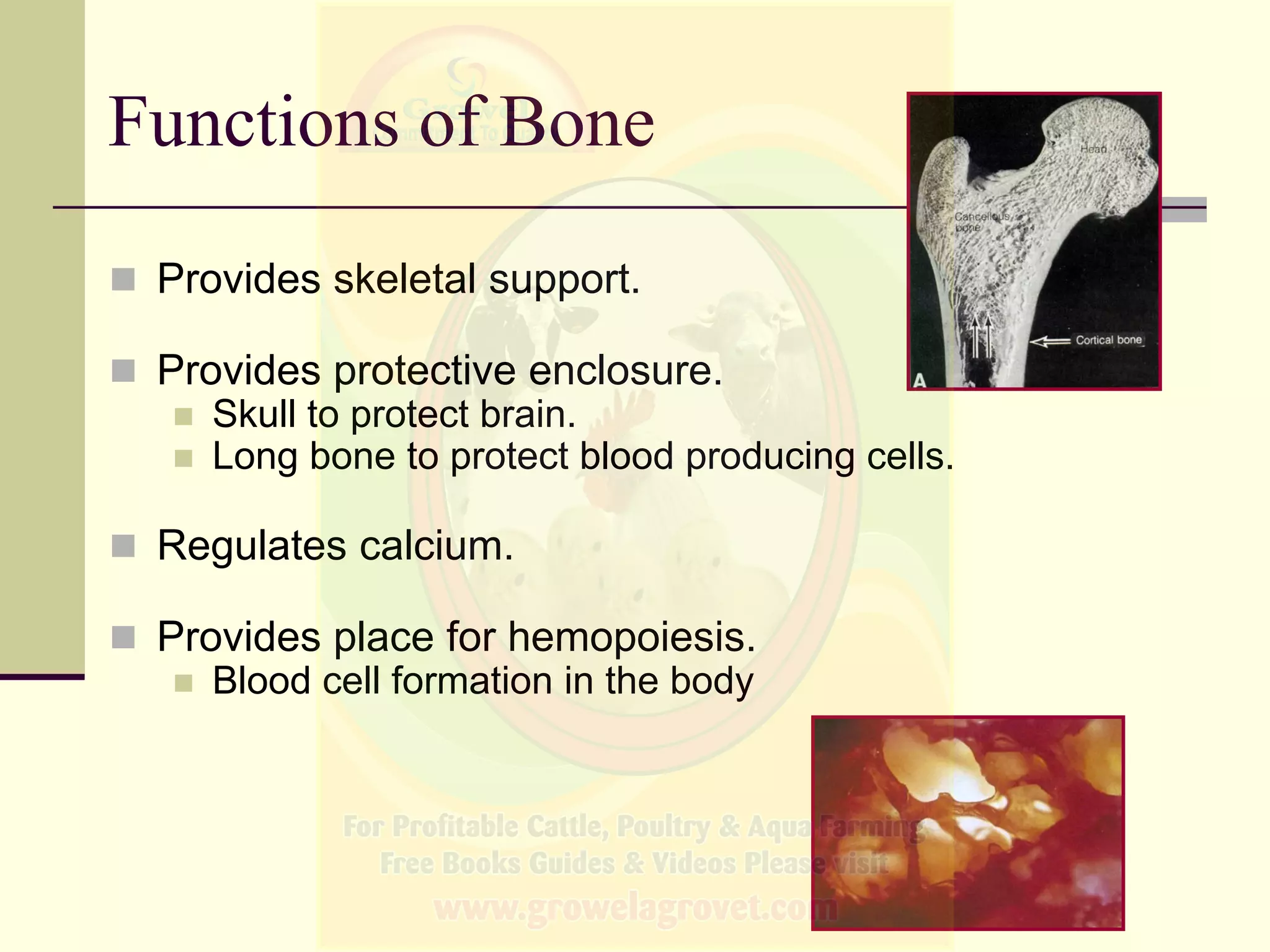 Basics of Veterinary Anatomy & Physiology | PDF