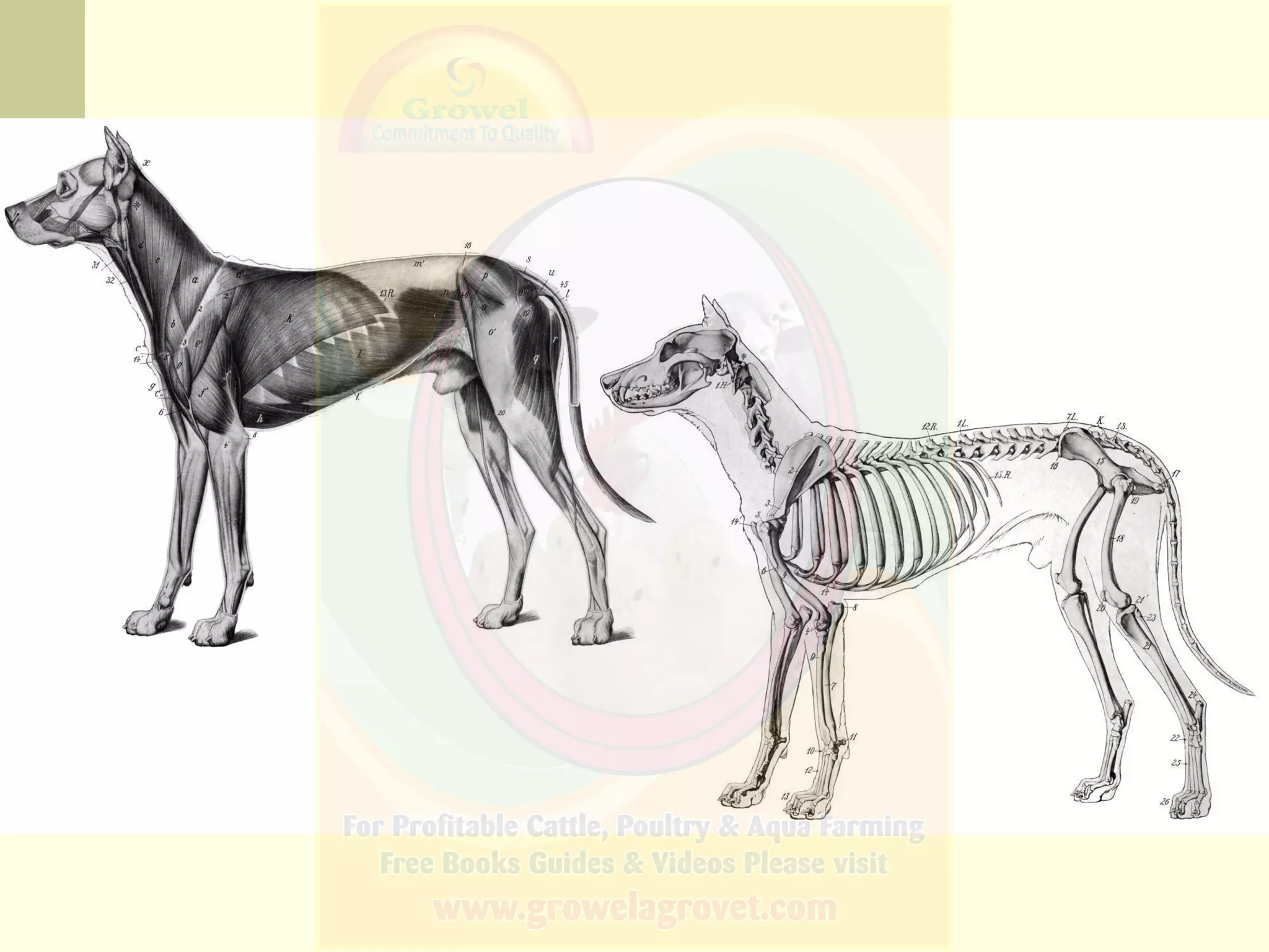 Basics of Veterinary Anatomy & Physiology | PDF