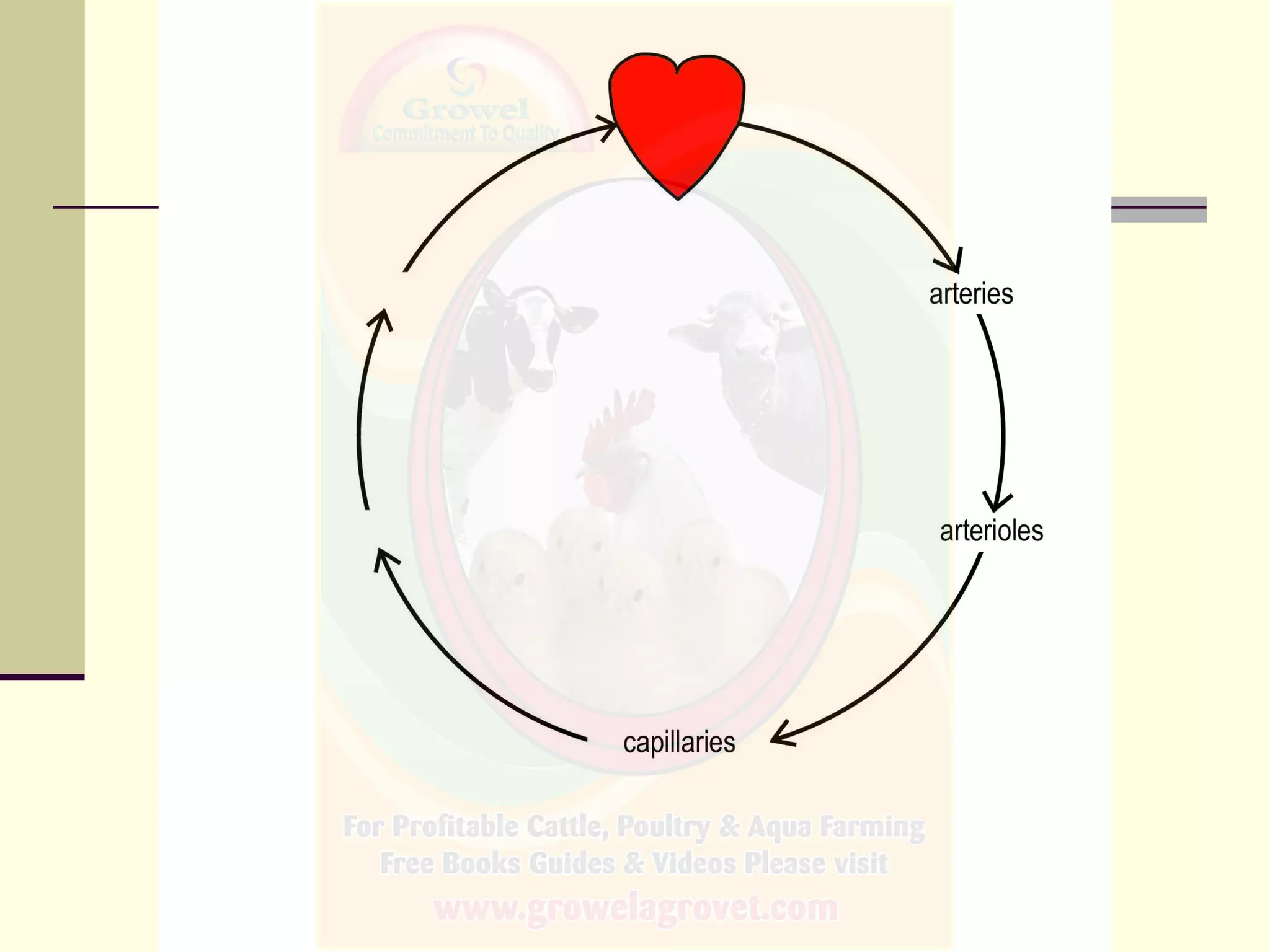 Basics of Veterinary Anatomy & Physiology | PDF