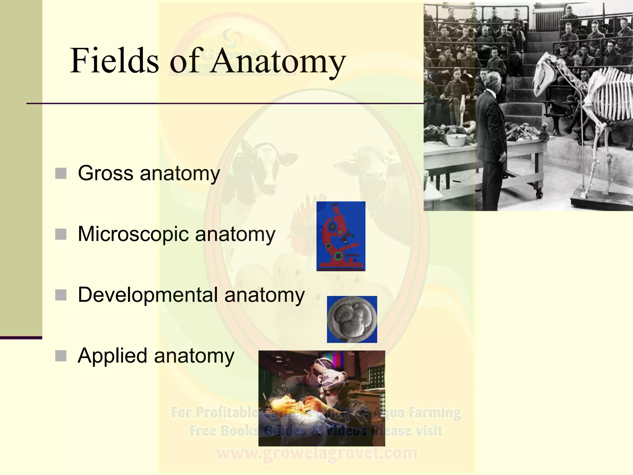 Basics of Veterinary Anatomy & Physiology | PDF