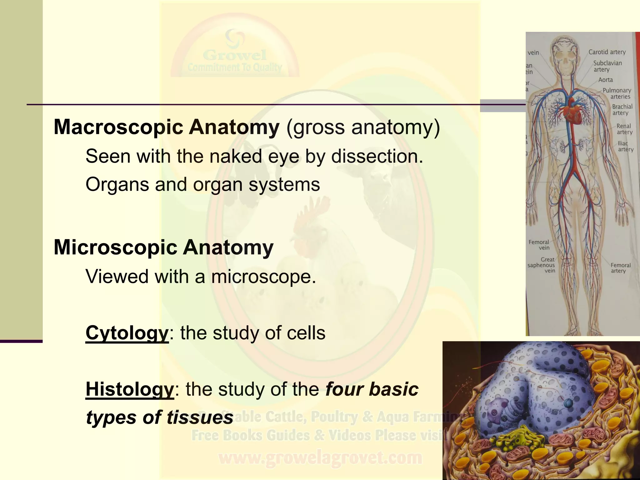 Basics of Veterinary Anatomy & Physiology | PDF