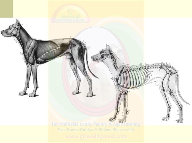 Basics of Veterinary Anatomy & Physiology | PDF | Bone and Joint ...