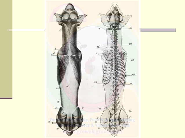 Basics of Veterinary Anatomy & Physiology | PDF | Bone and Joint ...