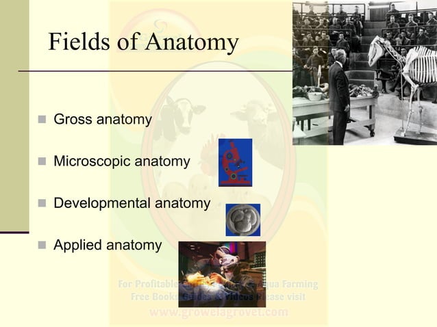 Basics of Veterinary Anatomy & Physiology | PDF | Bone and Joint ...