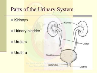 Basics of Veterinary Anatomy & Physiology | PDF