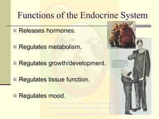 Basics of Veterinary Anatomy & Physiology | PDF