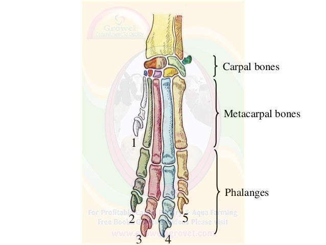 Basics of Veterinary Anatomy & Physiology