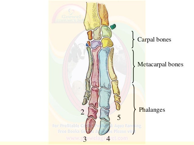 Basics of Veterinary Anatomy & Physiology
