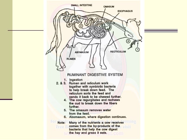 Basics of Veterinary Anatomy & Physiology