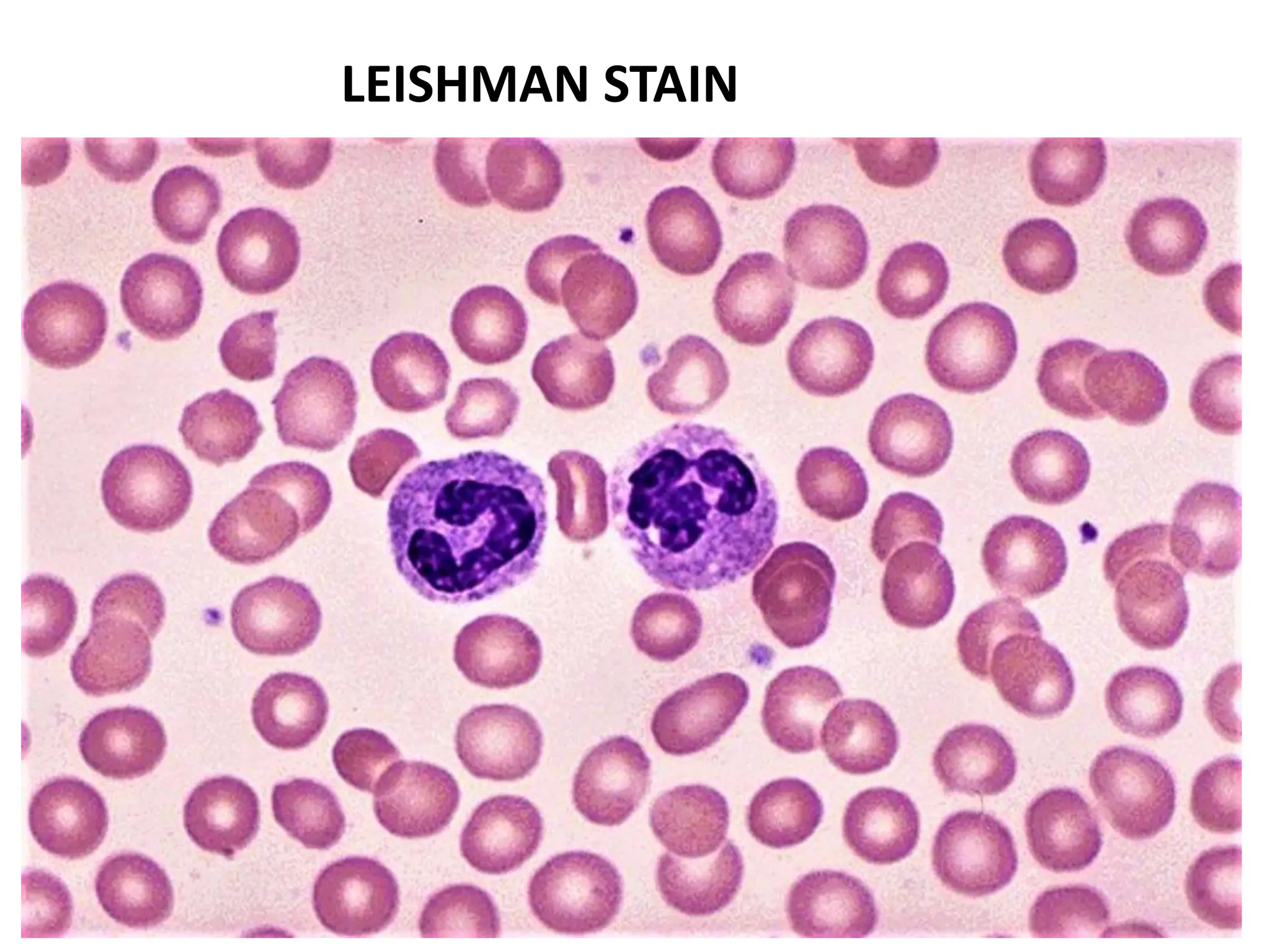 basic staining techniques in hematology.pptx