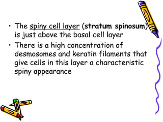 Basic structure and functions of the skin.ppt