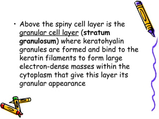 Basic structure and functions of the skin.ppt