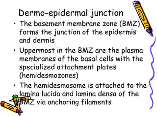 Basic structure and functions of the skin.ppt
