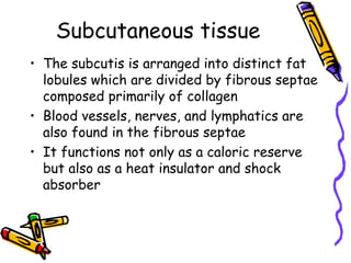 Basic structure and functions of the skin.ppt