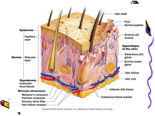 Basic structure and functions of the skin.ppt