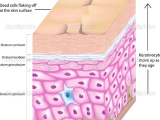 Basic structure and functions of the skin.ppt