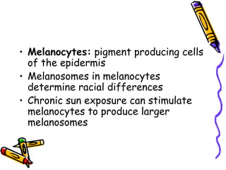 Basic structure and functions of the skin.ppt