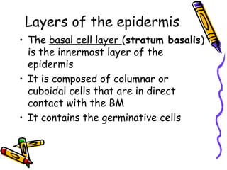 Basic structure and functions of the skin.ppt