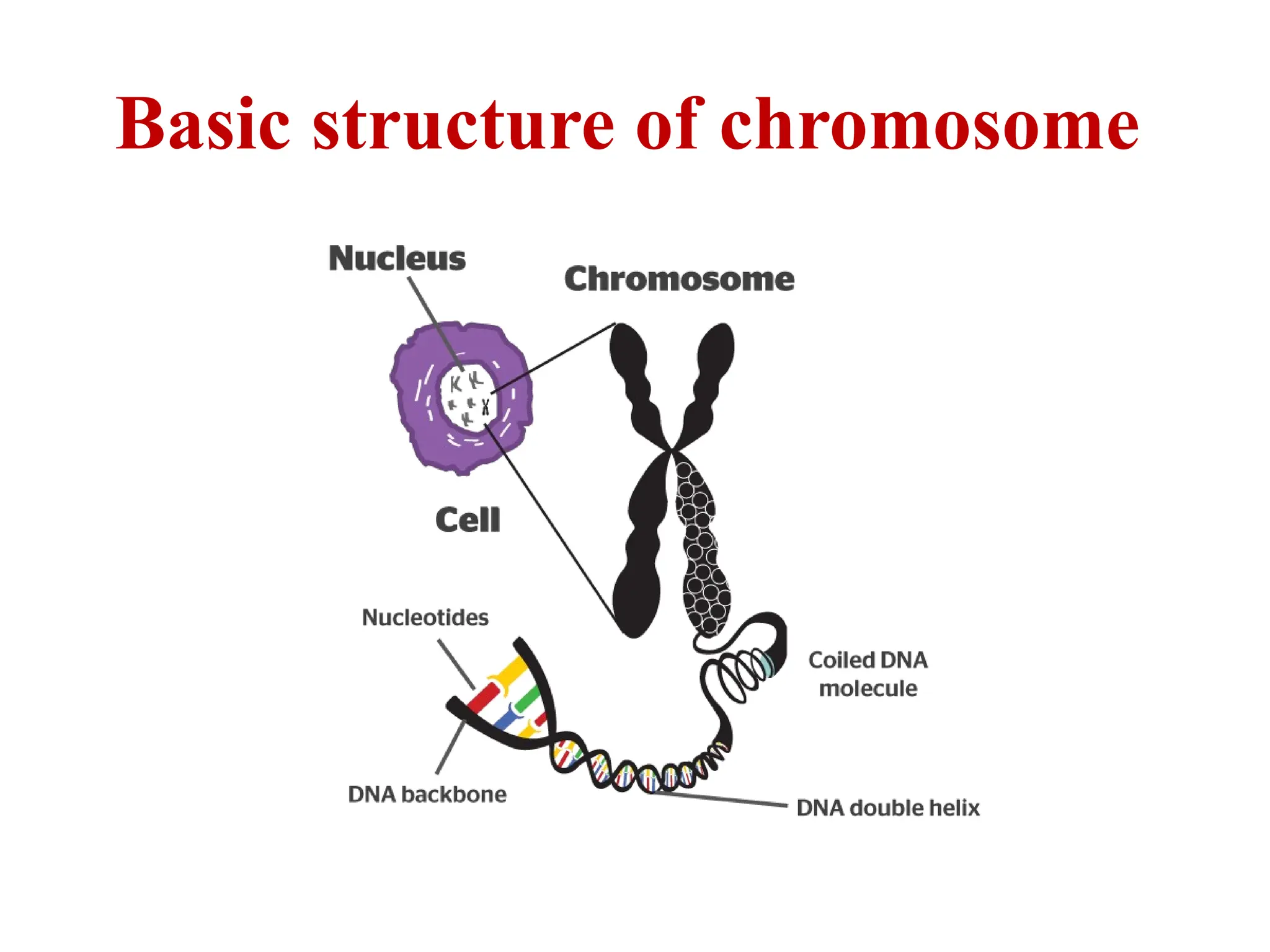 Basic structure of chromosome and its components | PPTX