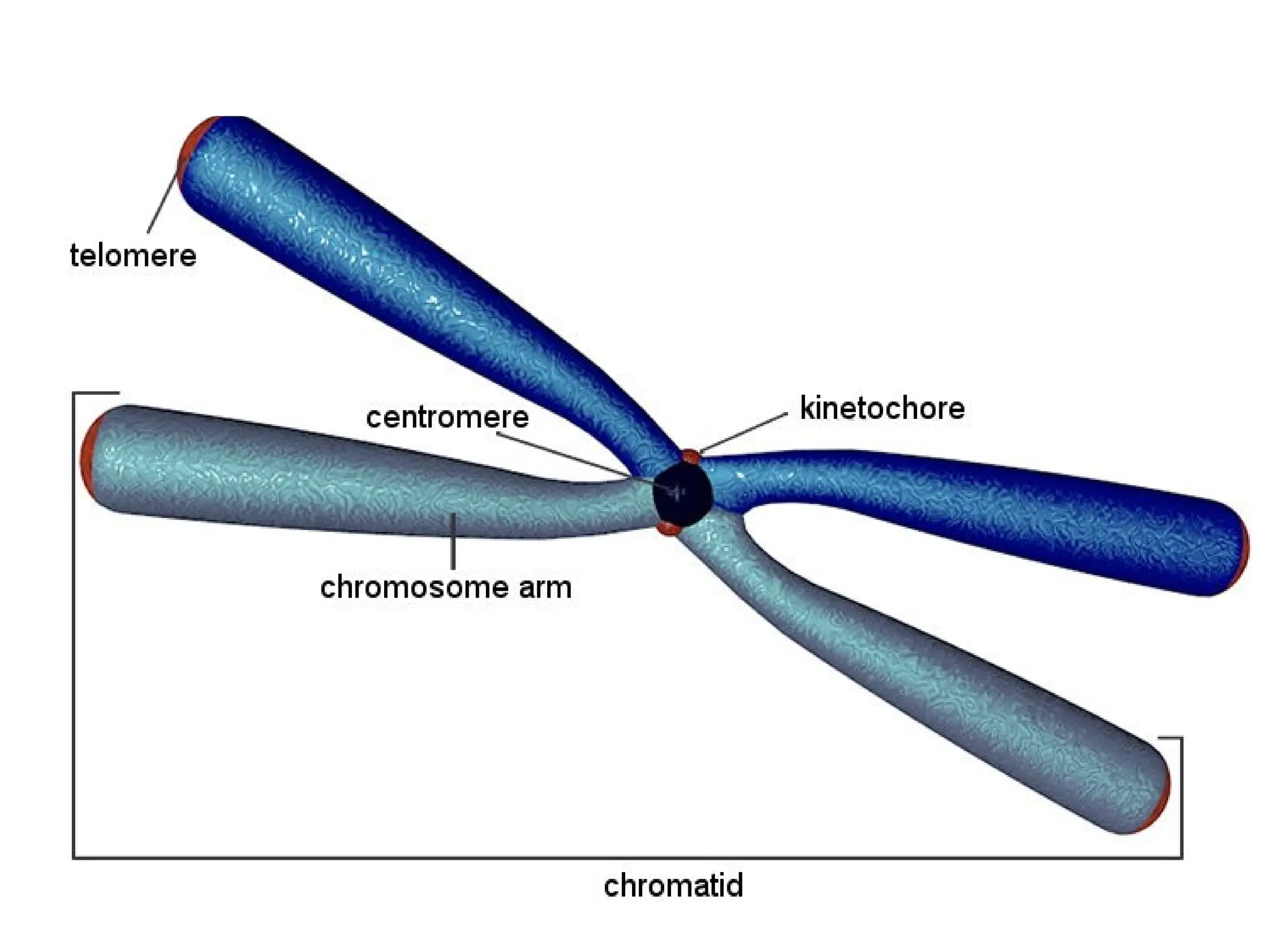 Basic structure of chromosome and its components | PPTX