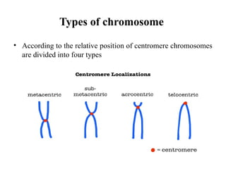 Basic structure of chromosome and its components | PPTX | Biological ...