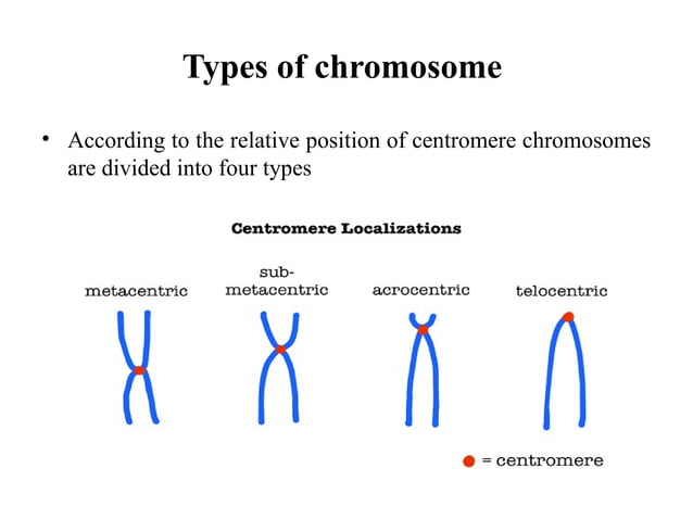 Basic structure of chromosome and its components | PPT