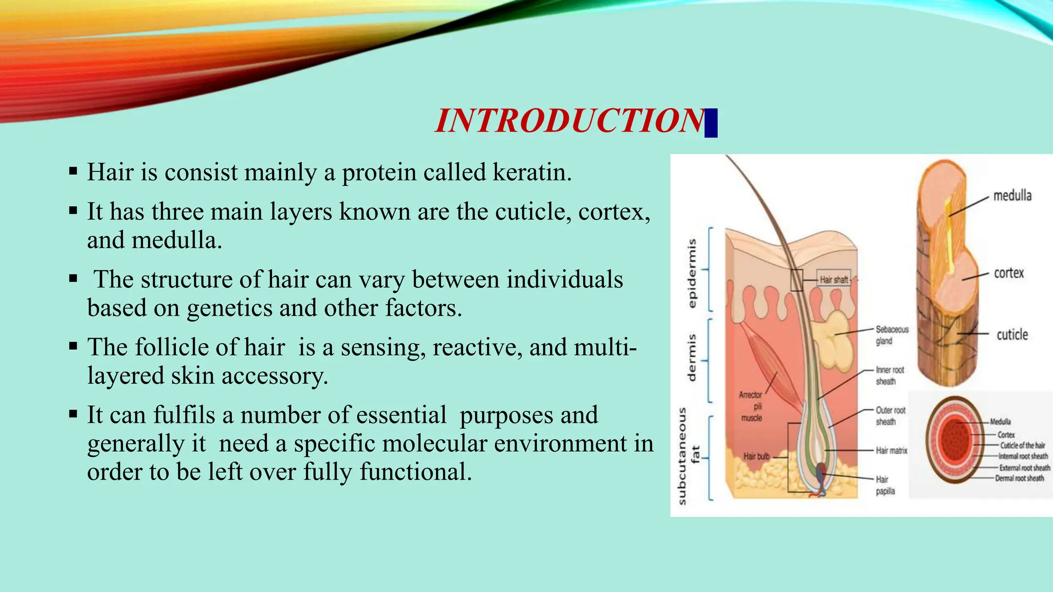 Basic structure of hair and hair growth cycle.pptx