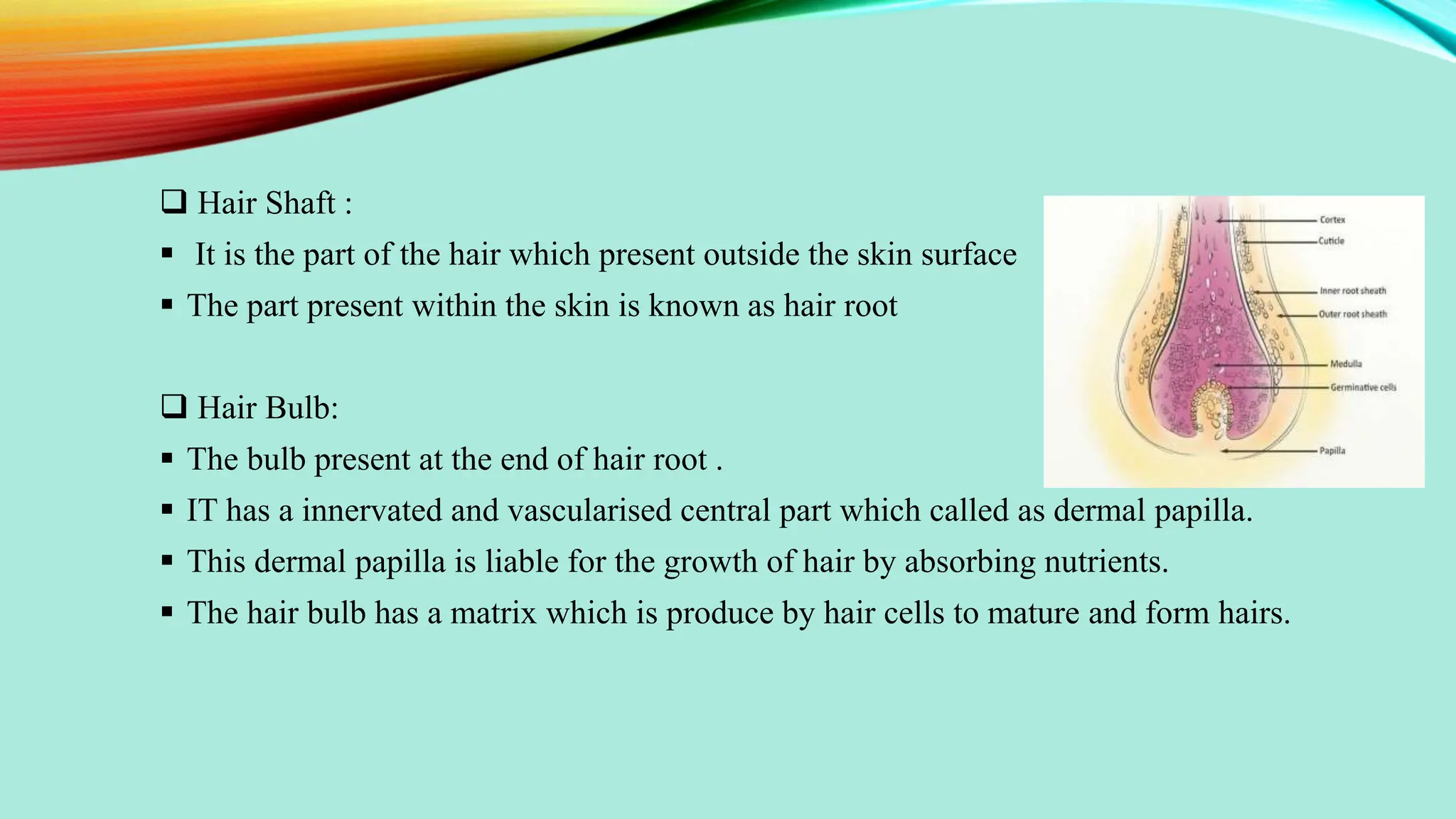 Basic structure of hair and hair growth cycle.pptx