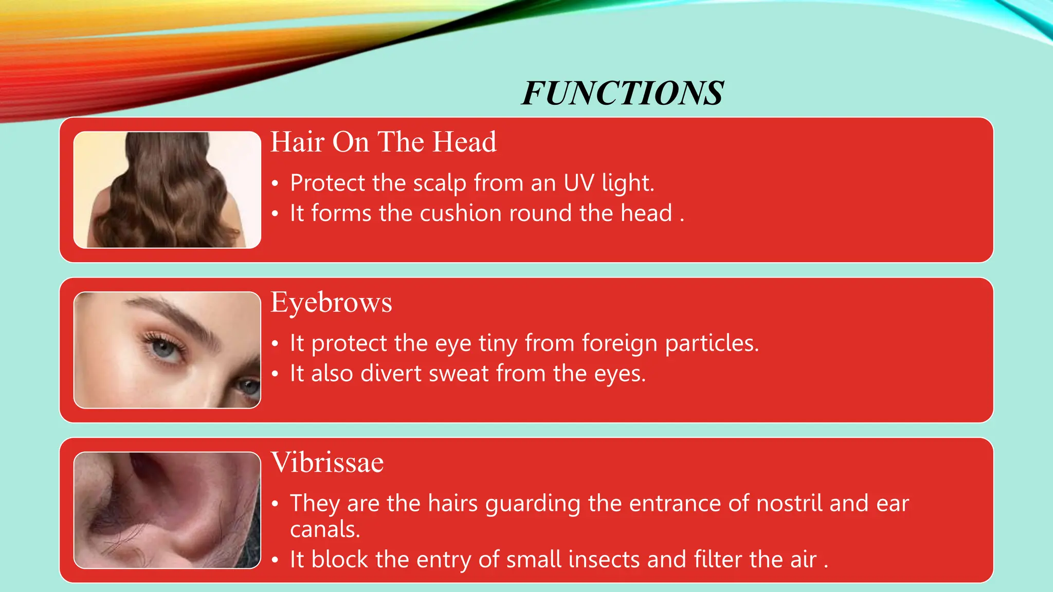 Basic structure of hair and hair growth cycle.pptx