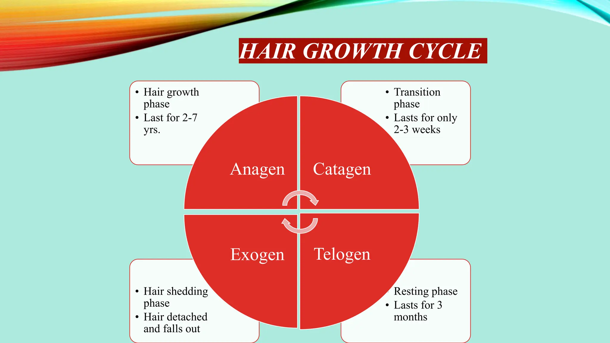 Basic structure of hair and hair growth cycle.pptx