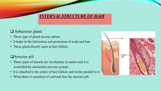 Basic structure of hair and hair growth cycle.pptx