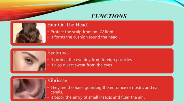 Basic structure of hair and hair growth cycle.pptx | Hair Care | Beauty