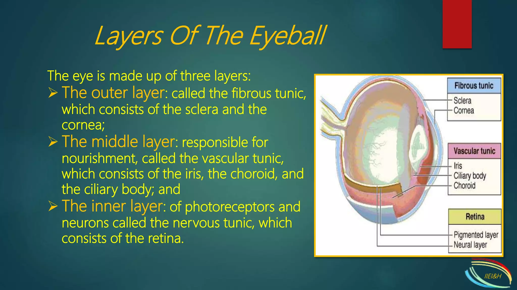 structure of eye ball | PPTX