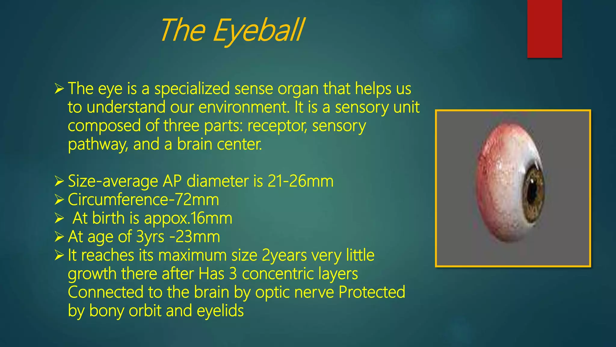 structure of eye ball | PPTX