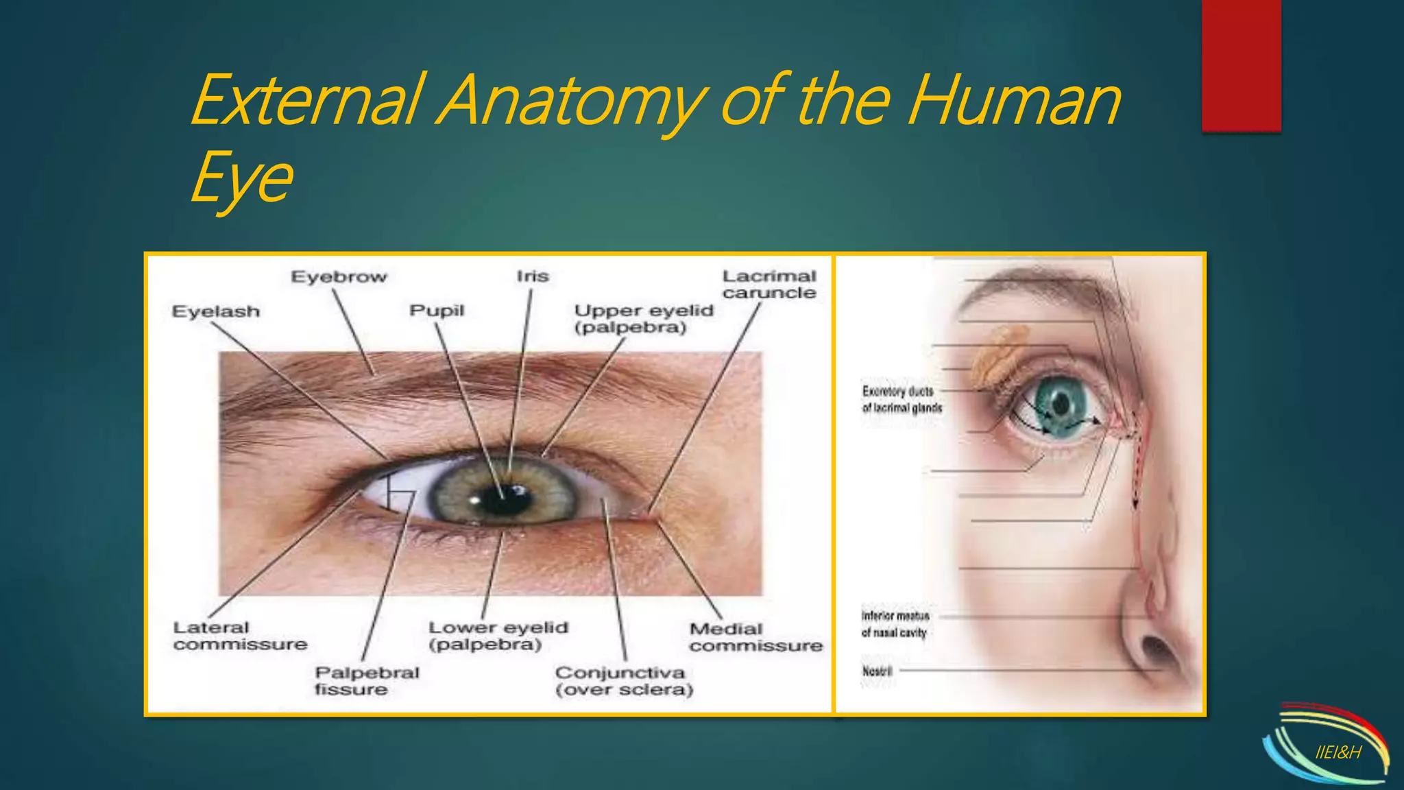 structure of eye ball | PPTX