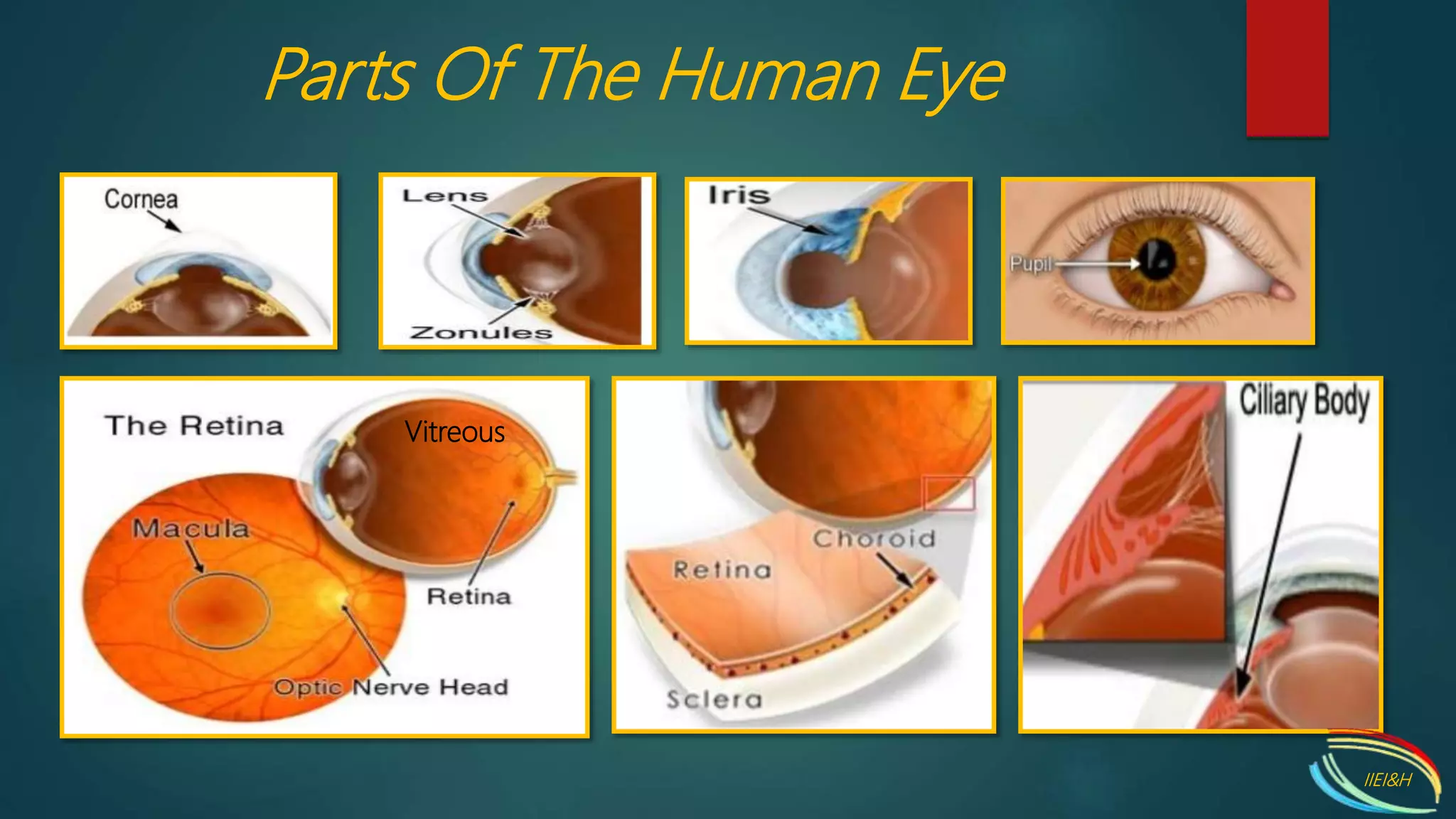 structure of eye ball | PPTX