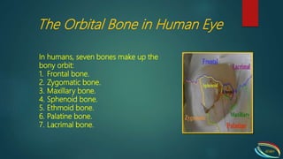 structure of eye ball | PPTX