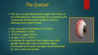 structure of eye ball | PPTX