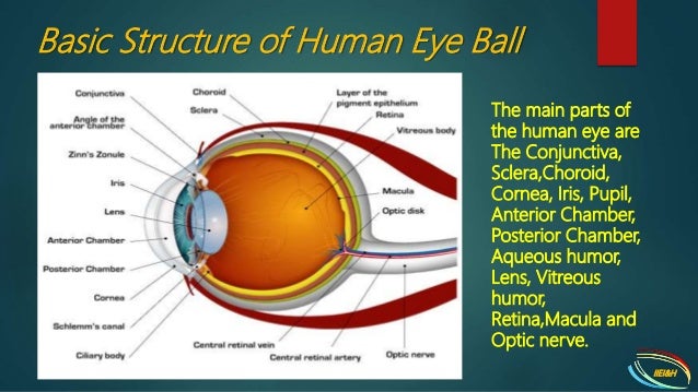 structure of eye ball