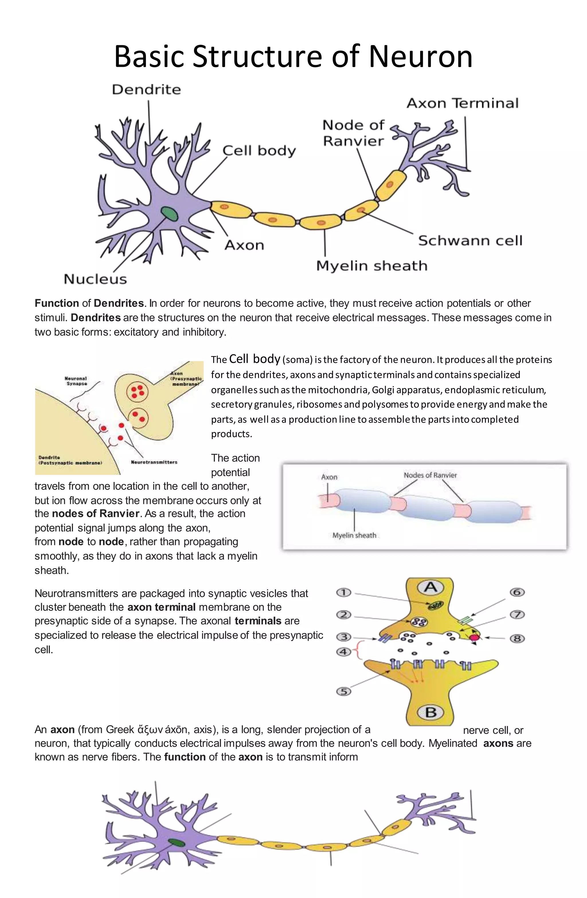 Basic structure of neuron | DOCX | Computer Networking | Computing