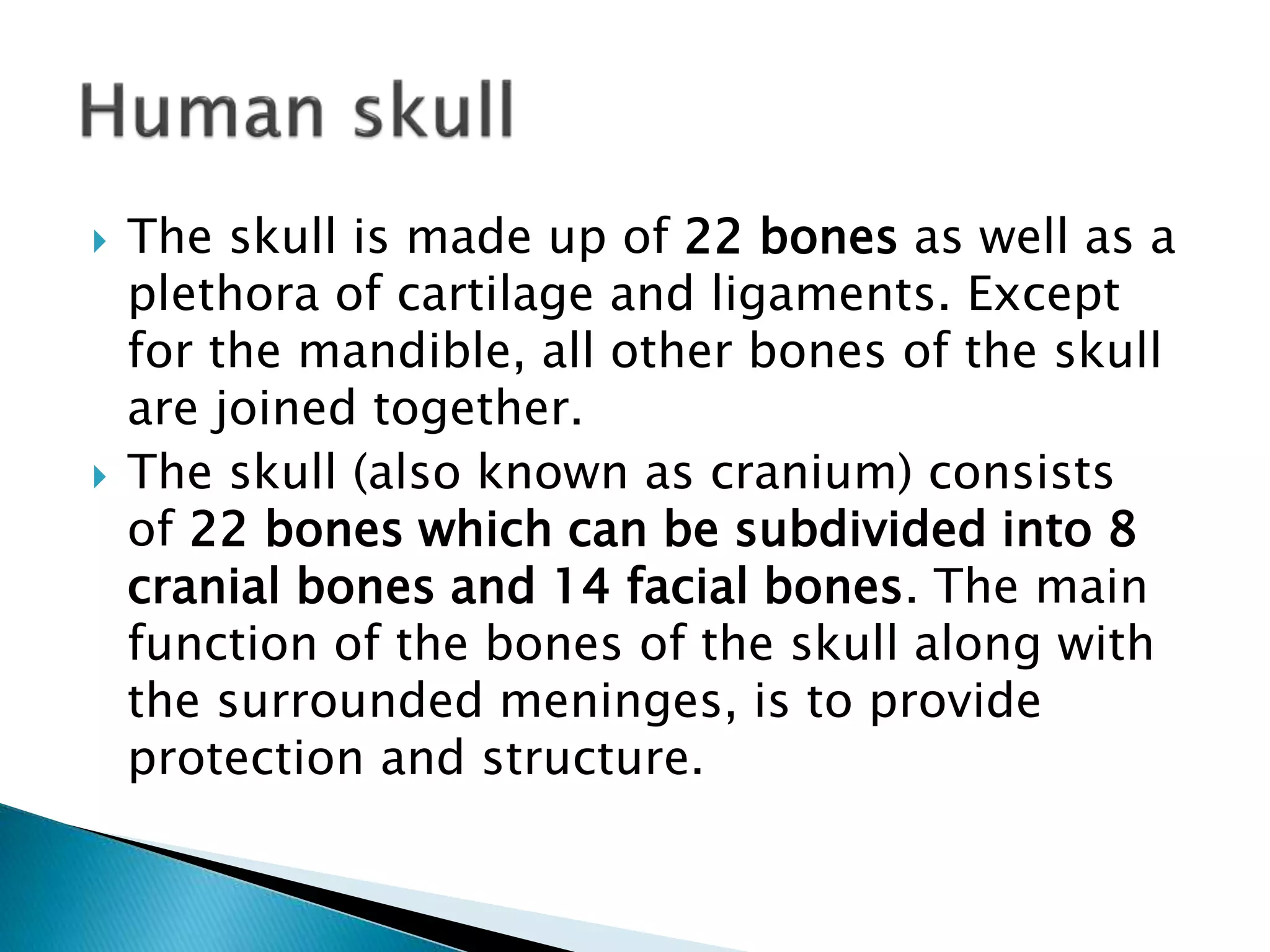 basic sturucture of human skeleton.pptx