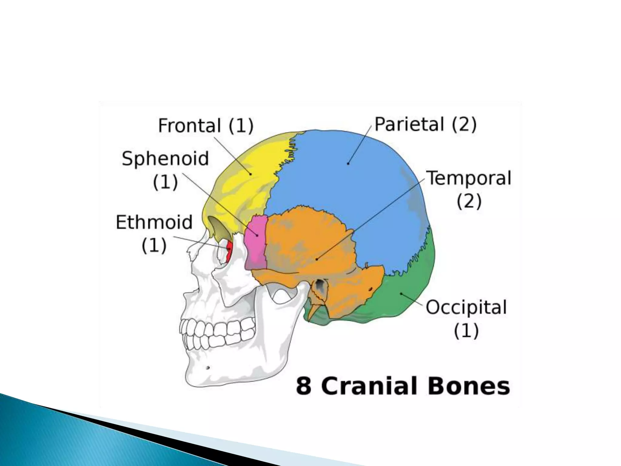 basic sturucture of human skeleton.pptx