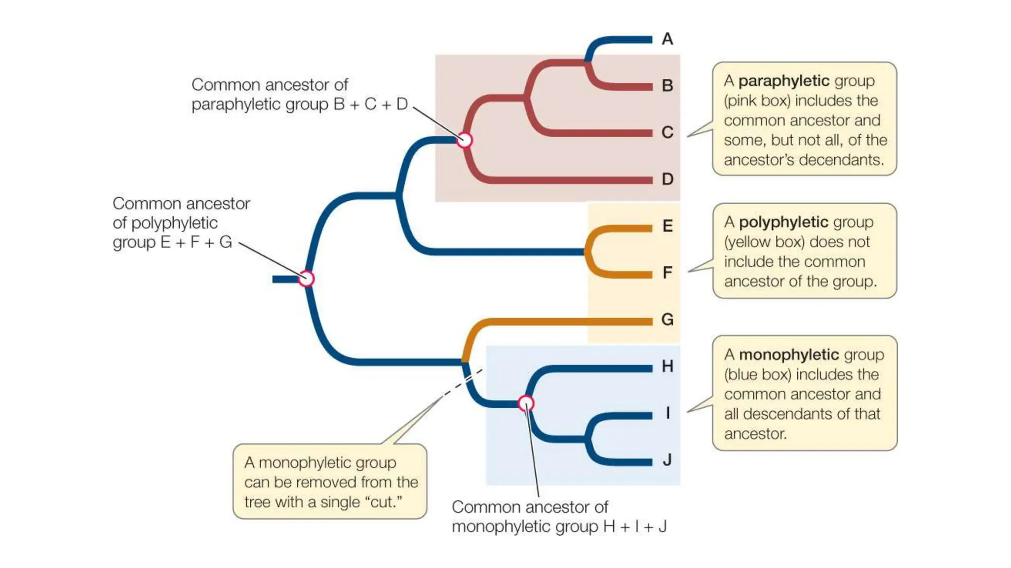 Basic Taxonomy Concepts and Principles.pptx