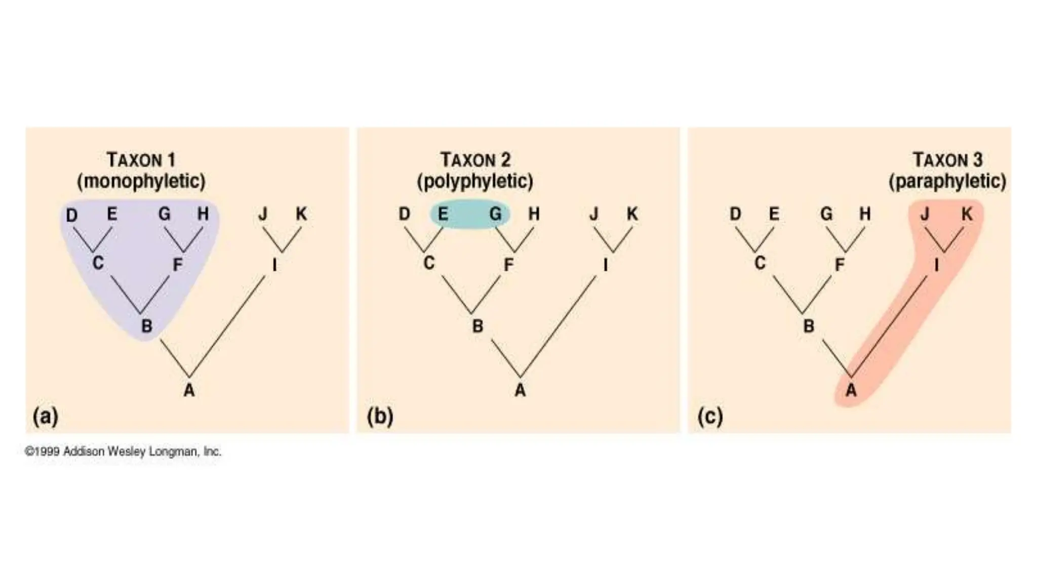 Basic Taxonomy Concepts and Principles.pptx