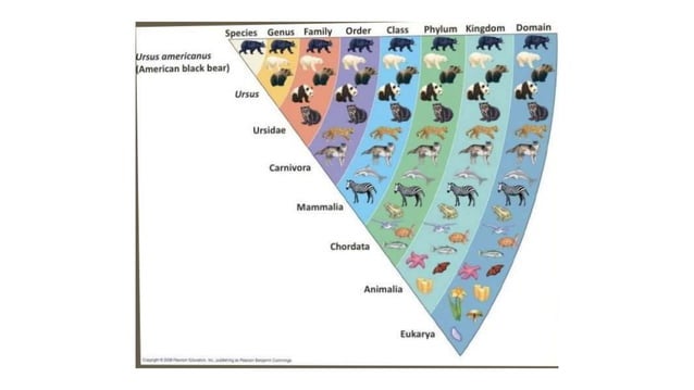 Basic Taxonomy Concepts and Principles.pptx