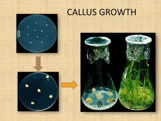 Basic techniques of plant tissue culture | PPTX